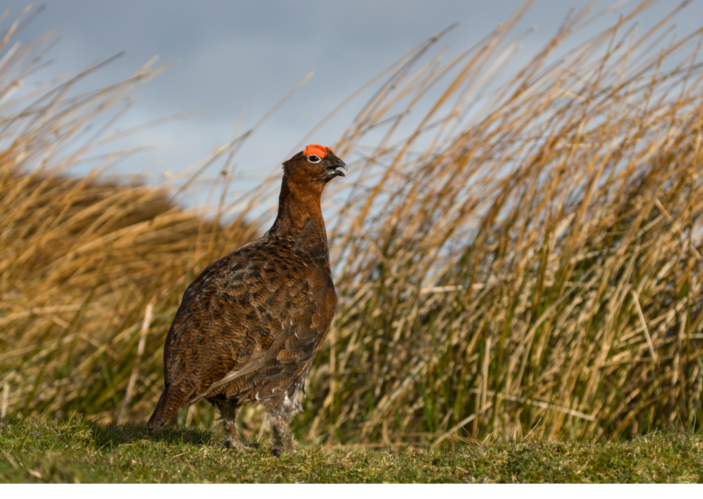 Minister of State for Heritage welcomes dialogue on sustainable hunting ...