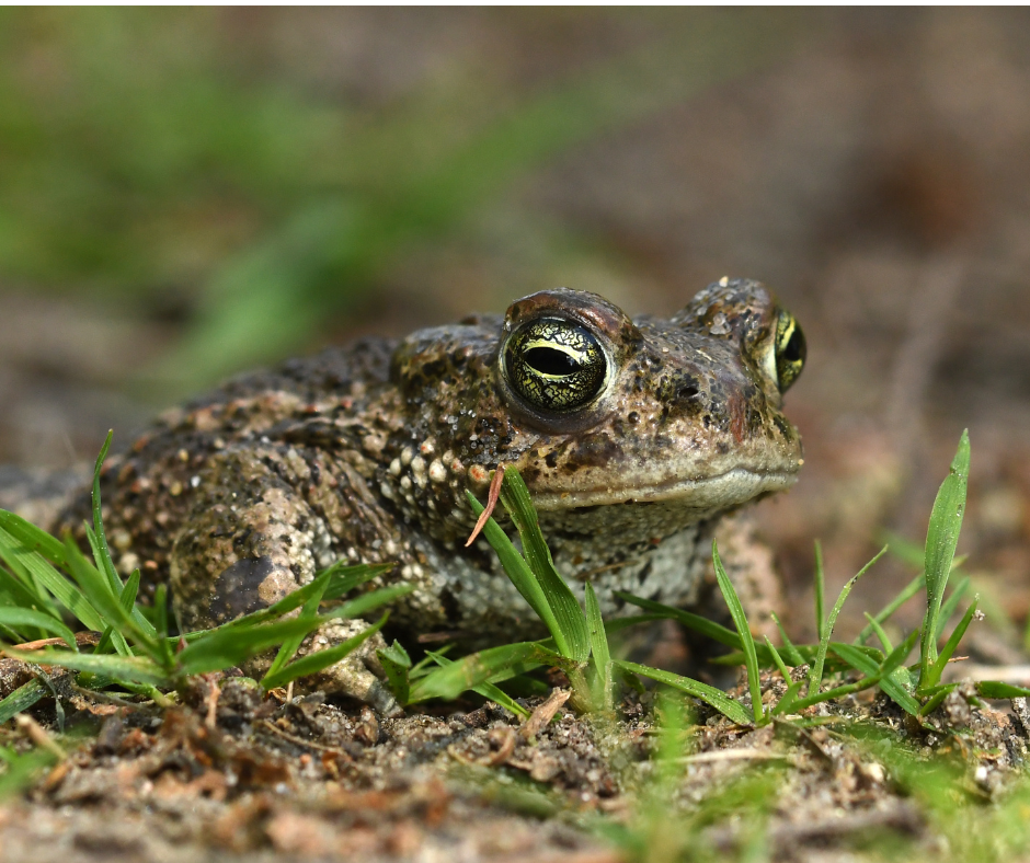 Ireland’s first captive-bred Natterjack toadlets released into the wild ...