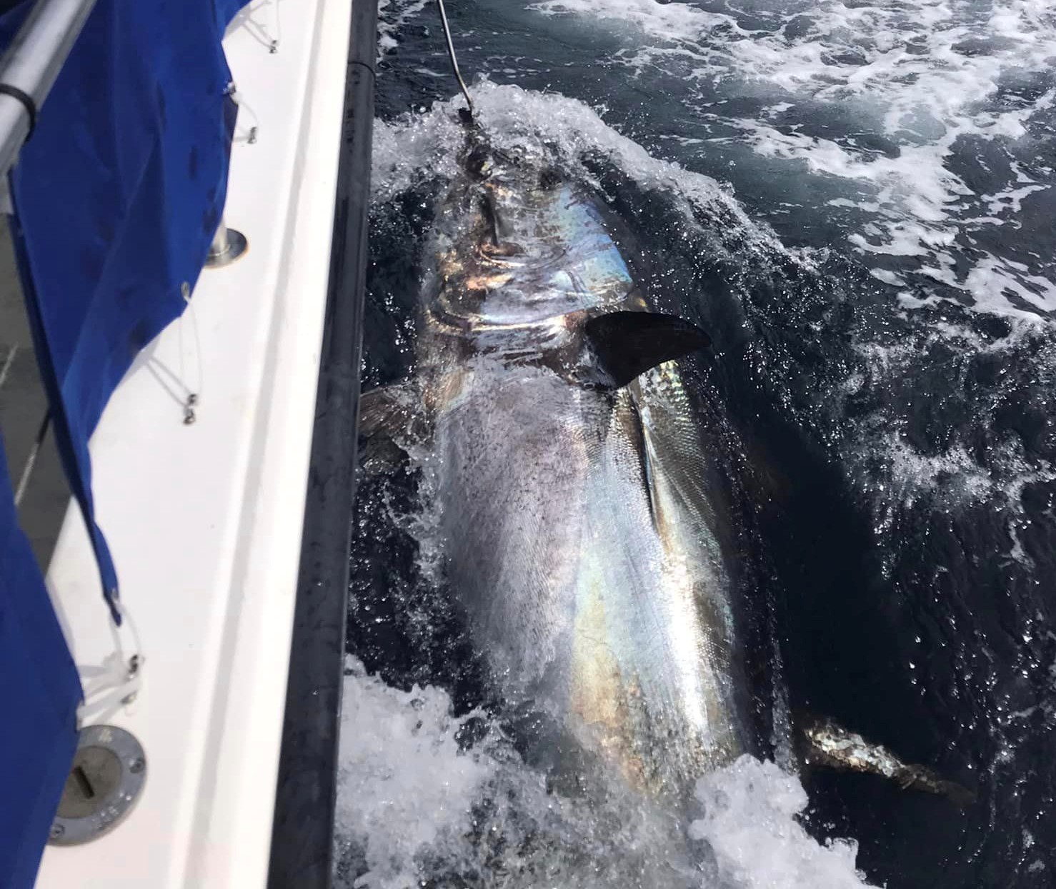 Inland Fisheries Ireland lands record recaptures of Atlantic bluefin ...