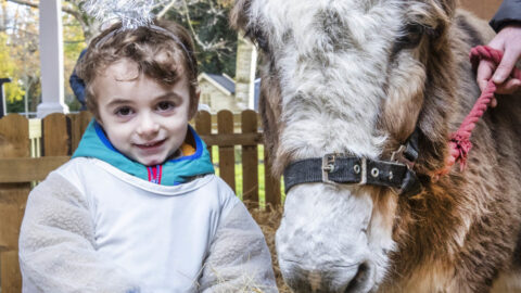 IFA Live Animal Crib Returns to Mansion House for Christmas 2023 - IFA ...