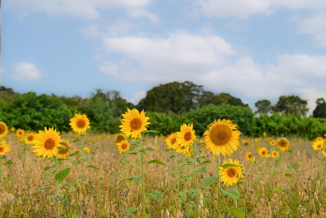 IFA Countryside Photo Competition 2023: view the winning and ...