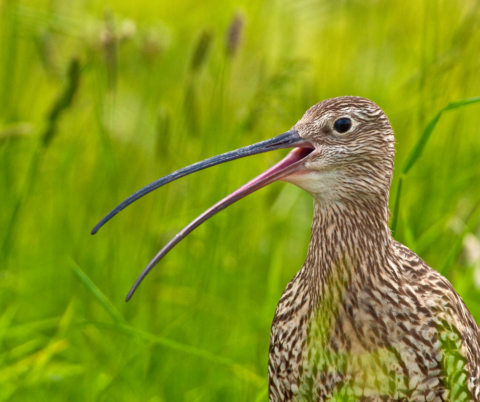 Encouraging signs from Curlew Conservation Programme but conservation ...
