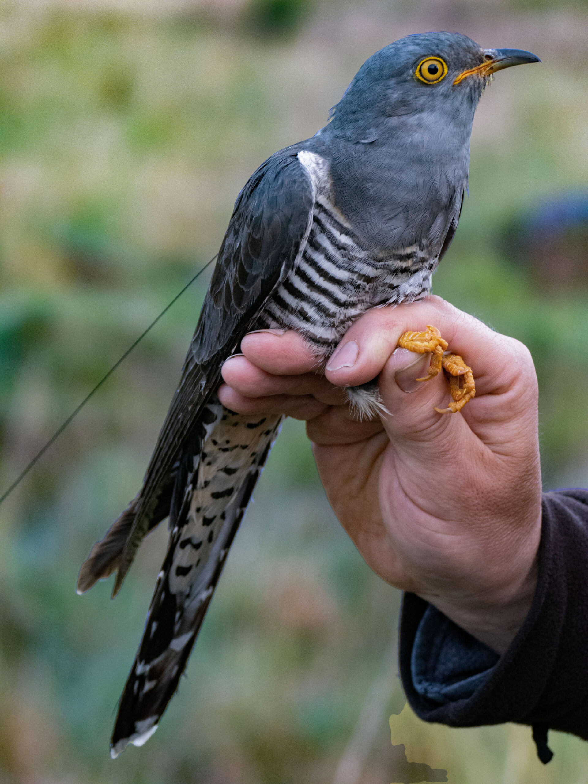 Back from Africa - Success for Irish Cuckoo Tracking Project as Cuach ...